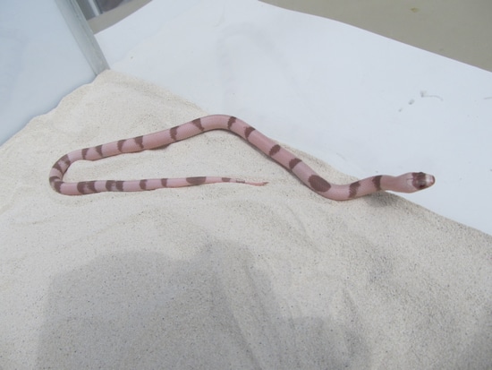 Extreme Aberrant Line Ghost Honduran Milk Snake by Honduran Milk Snake Morphs