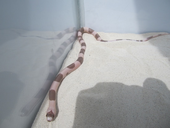 Extreme Aberrant Ghost Honduran Milk Snake by Honduran Milk Snake Morphs