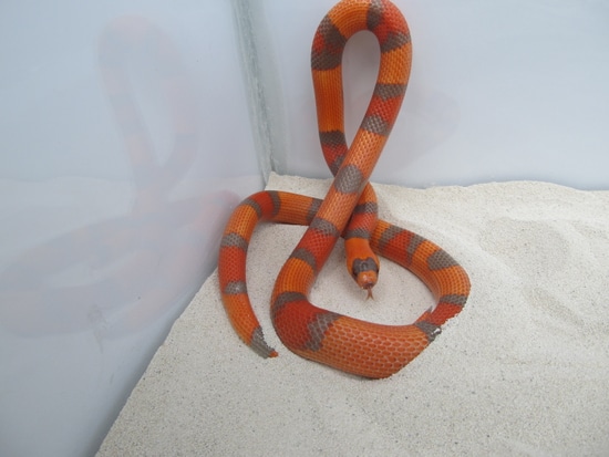 Extreme Aberrant Line Tangerine Hypo Honduran Milk Snake by Honduran ...