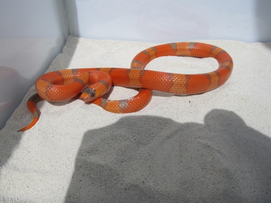 Extreme Aberrant Line Tangerine Hypo Honduran Milk Snake by Honduran ...