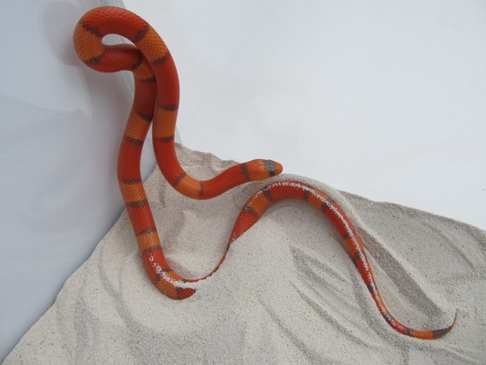 Ultra Light Vanishing Pattern, Extreme Aberrant Line Tricolor Hypo ...