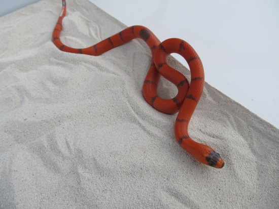 Vanishing Pattern, Extreme Aberrant Line Tangerine Hypo Honduran Milk ...