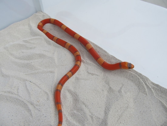 Ultra Light Vanishing Pattern, Extreme Aberrant Line Tricolor Hypo ...
