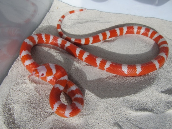 Bicolor Honduran Milk Snake by Honduran Milk Snake Morphs