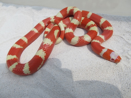 2022 1.1 Aberrant Line Albino Honduran Milk Snakes by Honduran Milk ...