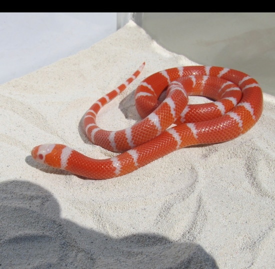2023 1.2 VP Line, Aberrant Line Albino Honduran Milk Snakes by Honduran ...