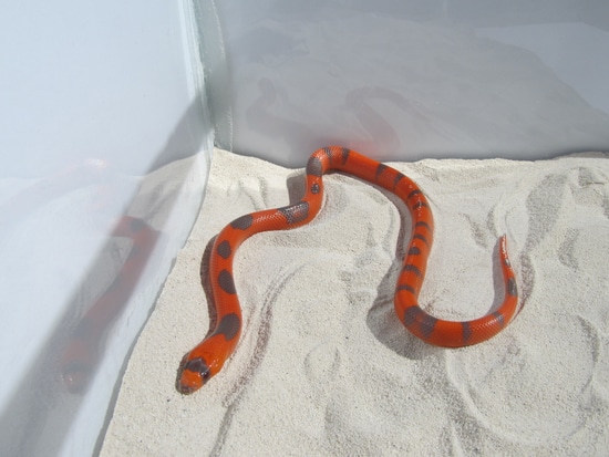 Aberrant Tangerine Hypo/Extreme Line Honduran Milk Snake by Honduran ...