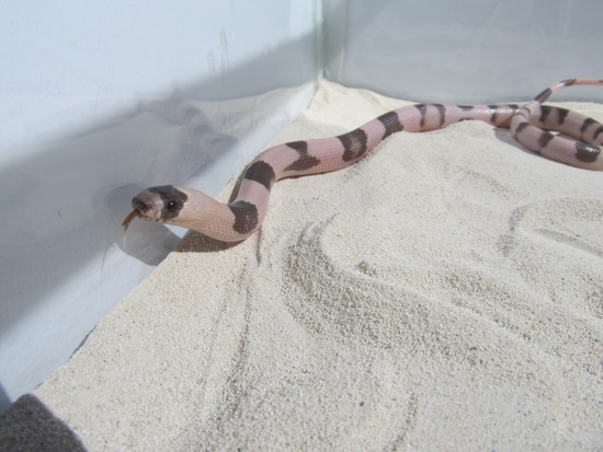Aberrant Ghost/Extreme Line Honduran Milk Snake by Honduran Milk Snake ...