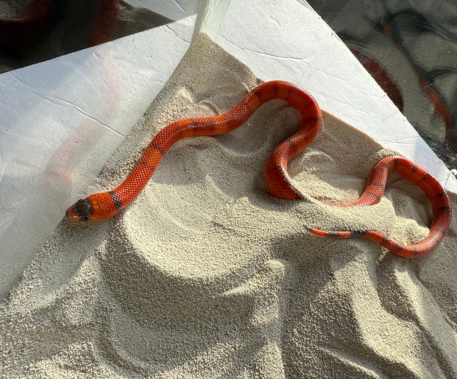 Hypo Honduran Milk Snakes from Extreme Vanishing Pattern Aberrant lines