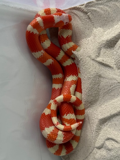 Aberrant Albino Honduran Honduran Milk Snake by Honduran Milk Snake Morphs