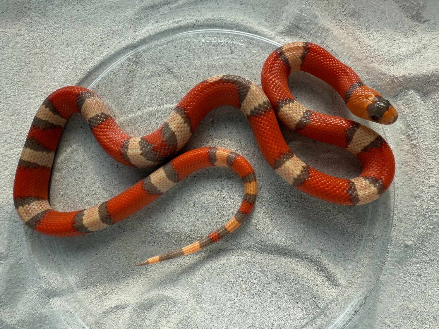 Extreme Tricolor Honduran Milk Snake from Aberrant lineage