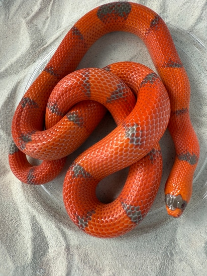 Extreme Aberrant Sock Head Vanishing Pattern Tangerine Hypo, Honduran ...