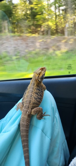 GET THEM IN ADVANCE!! Baby Hypo Citrus Tiger 50% Het Wiblets Central Bearded Dragon by Trinity's ...