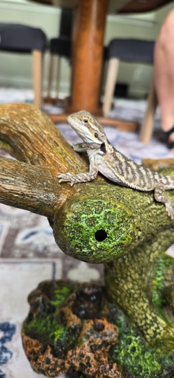 STUNNING Baby Citrus Tiger!!!!! Central Bearded Dragon by Trinity's Reptiles