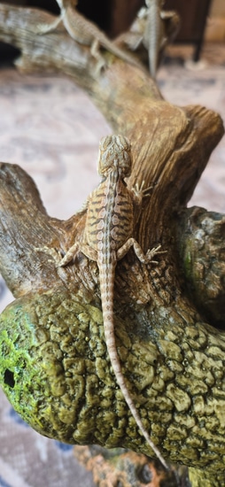 Hypo Dunner Letherback Central Bearded Dragon by Trinity's Reptiles