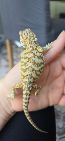 25% Red Monster Letherback Hypo Citrus Central Bearded Dragon by Trinity's Reptiles