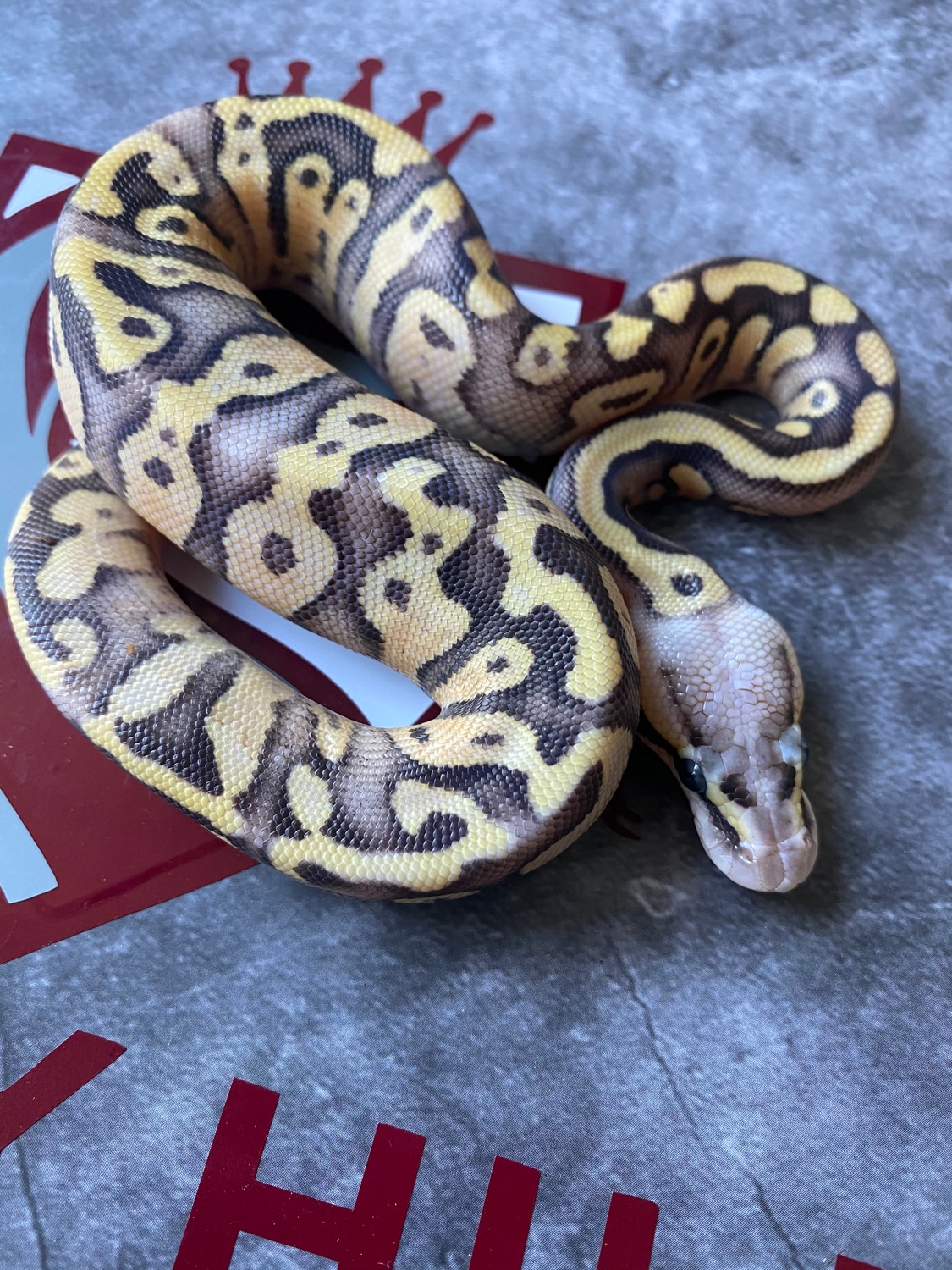 Superfly 100% Het Clown Ball Python by Honey Hill Royals - MorphMarket
