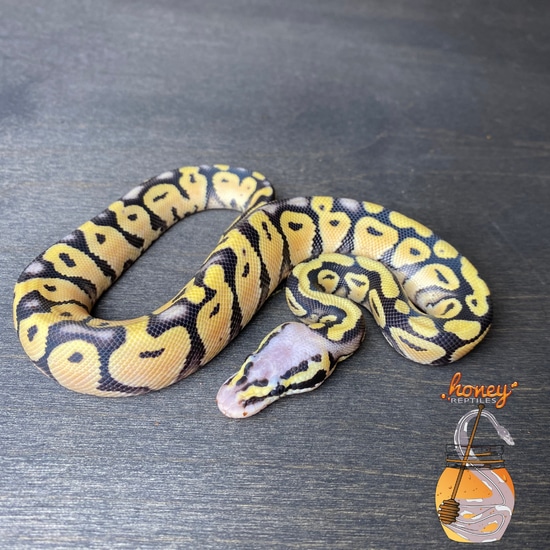 Super Pastel Desert Ghost Ball Python by HoneyReptiles