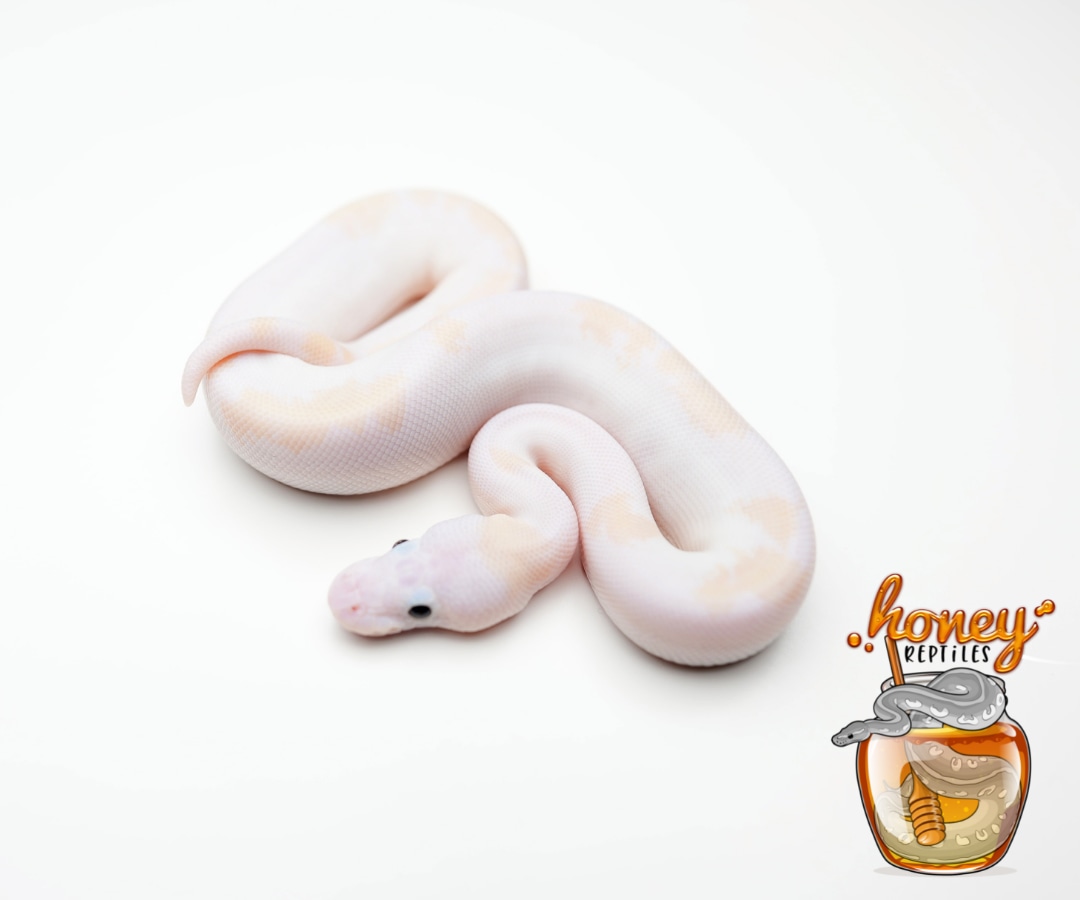 Pied Super Fire Super Pastel Ball Python by HoneyReptiles - MorphMarket