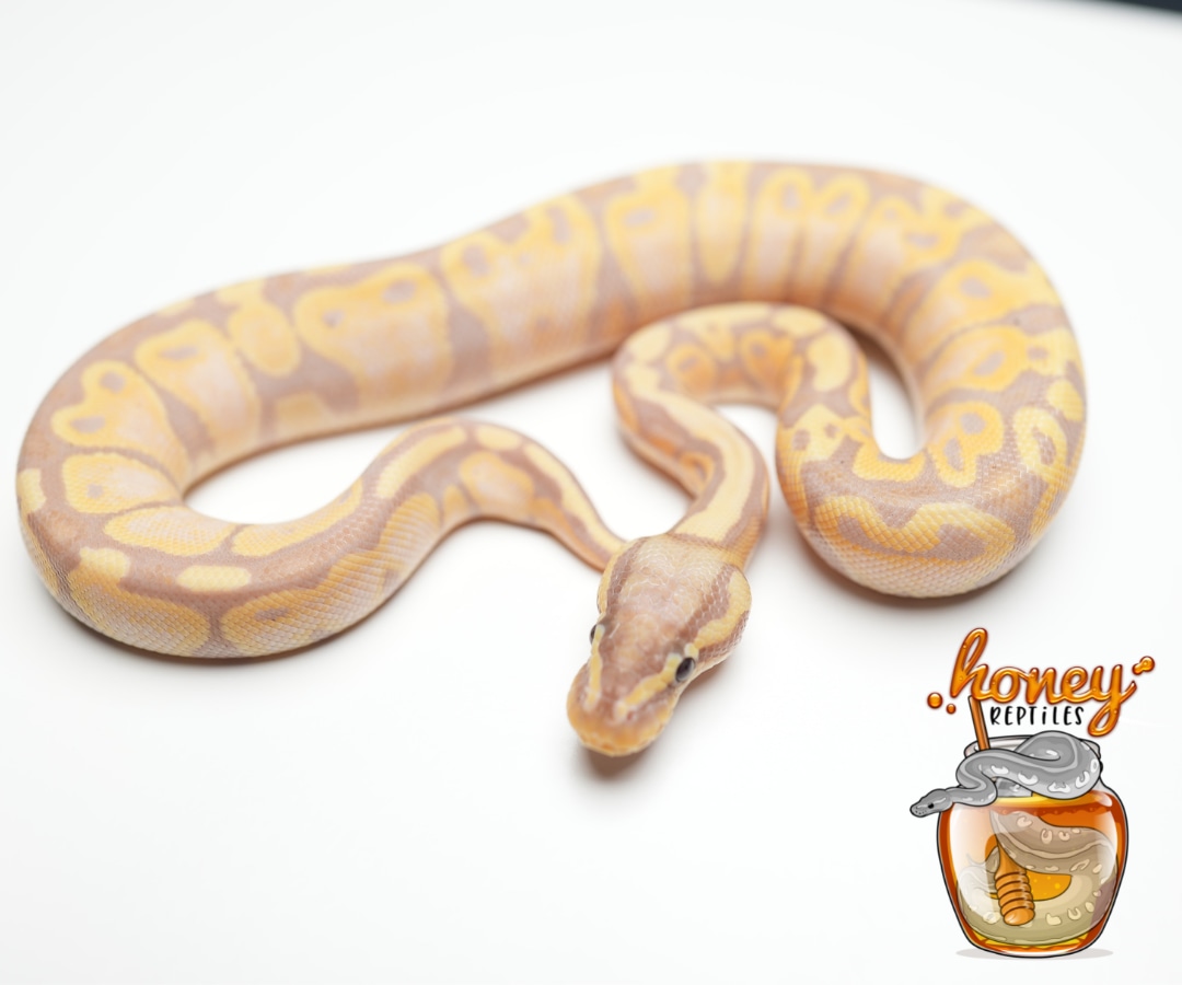 Pastel Banana 66% Het Monarch Ball Python by HoneyReptiles - MorphMarket