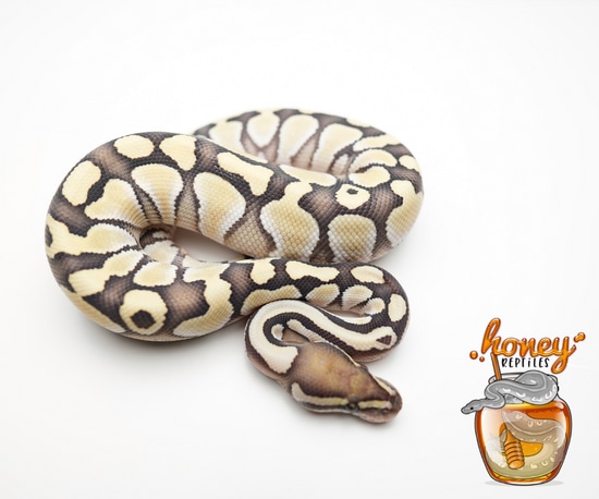 Desert Ghost Lesser Pos Het Cryptic Ball Python by HoneyReptiles