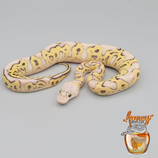 SuperFly Mahogany Clown Ball Python by HoneyReptiles