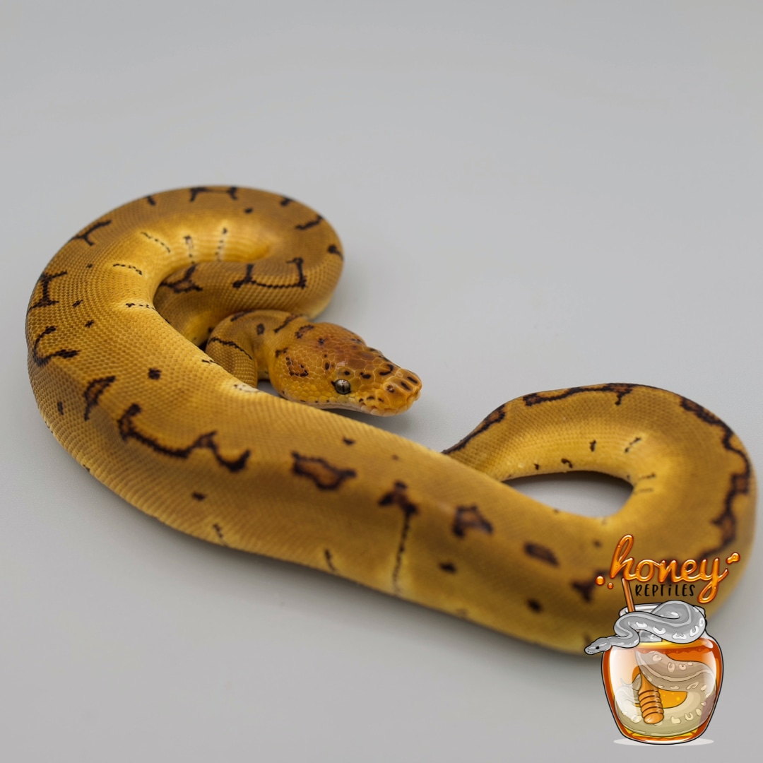Pinstripe Clown Poss Blade Ball Python by HoneyReptiles - MorphMarket