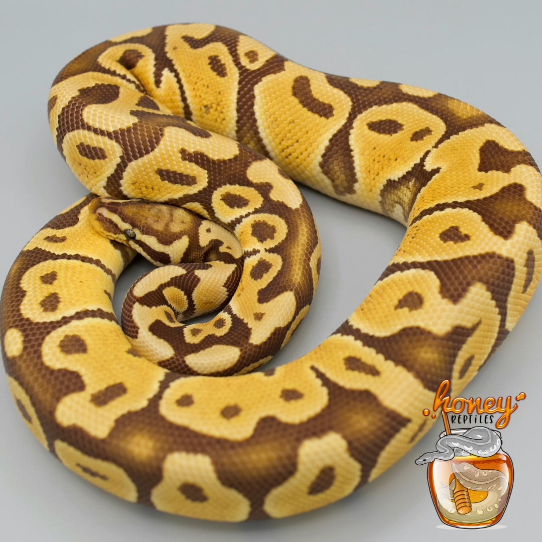 Breeder Pastel Monarch Ball Python by HoneyReptiles - MorphMarket
