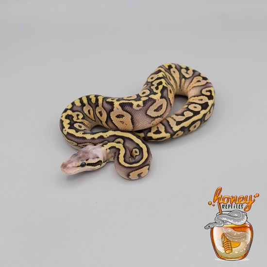 FireFly Mahogany Het Clown Ball Python by HoneyReptiles