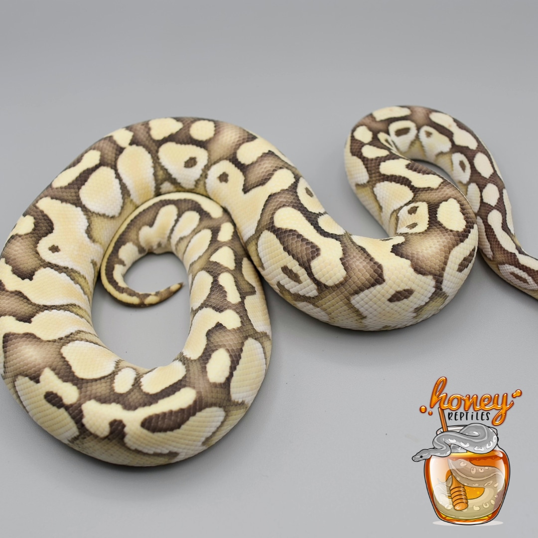Pastel Lesser Desert Ghost Het Hypo Ball Python by HoneyReptiles ...