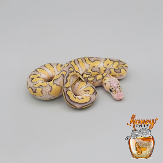 Super Pastel Mojave Clown (Probably GHI) Ball Python by HoneyReptiles