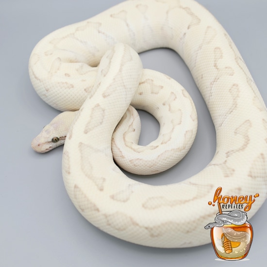 Breeder Desert Ghost Pastel Pinstripe Lesser Ball Python by HoneyReptiles