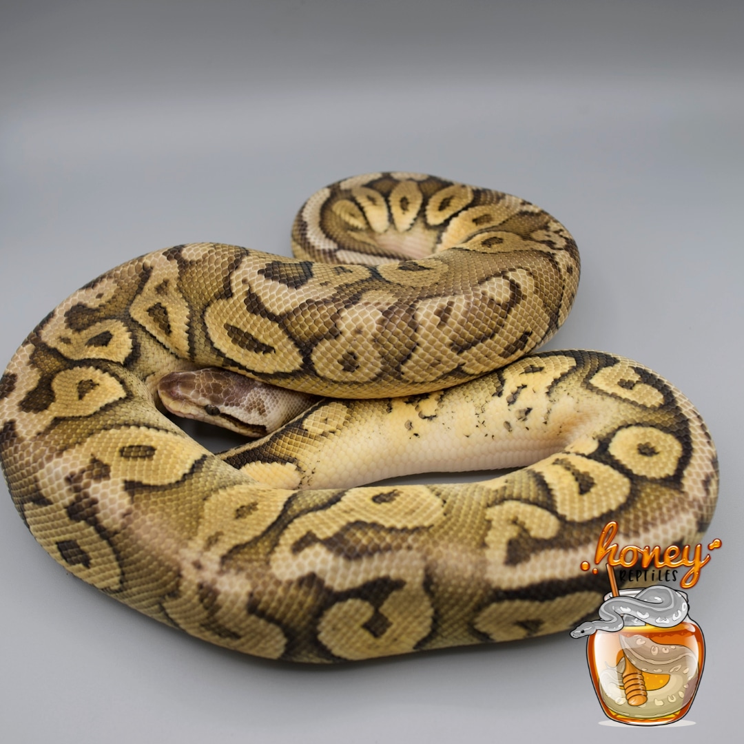 Breeder Mahogany Super Pastel Het Clown Ball Python by HoneyReptiles ...