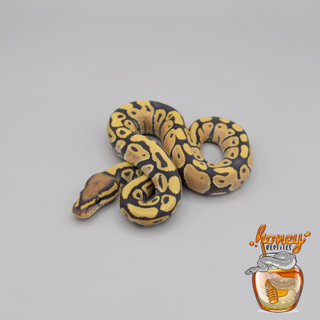 Desert Ghost Hypo Ball Python by HoneyReptiles - MorphMarket