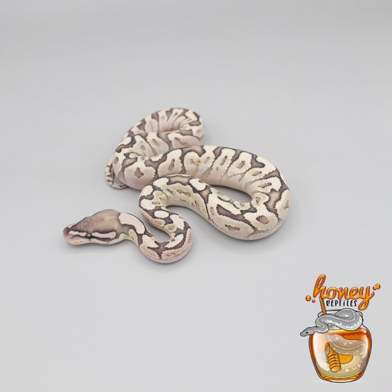 Bamboo Paradox Het DesertGhost Het Hypo Ball Python by HoneyReptiles