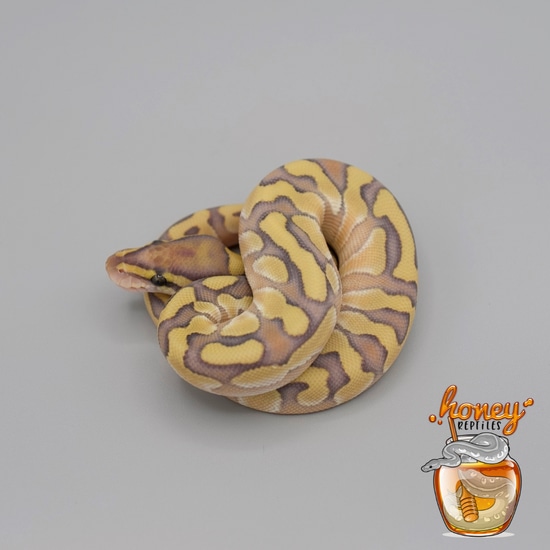 Enchi Lesser Hypo Het Desert Ghost Ball Python by HoneyReptiles