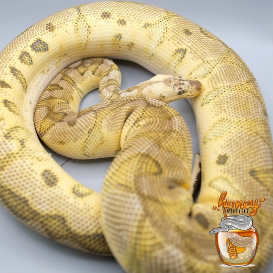 Breeder Super Pastel Clown Ball Python by HoneyReptiles