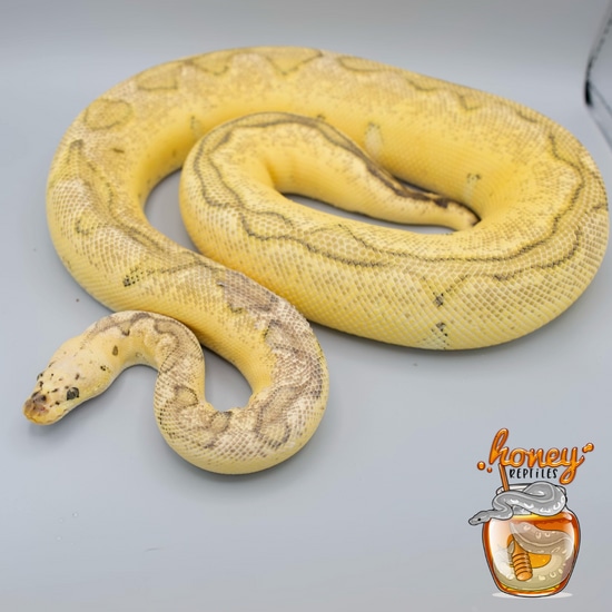 Breeder Vanilla Blade Pastel Clown Ball Python by HoneyReptiles