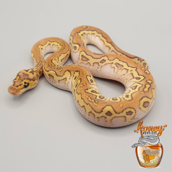 Black Head Spotnose Lesser Clown Ball Python by HoneyReptiles