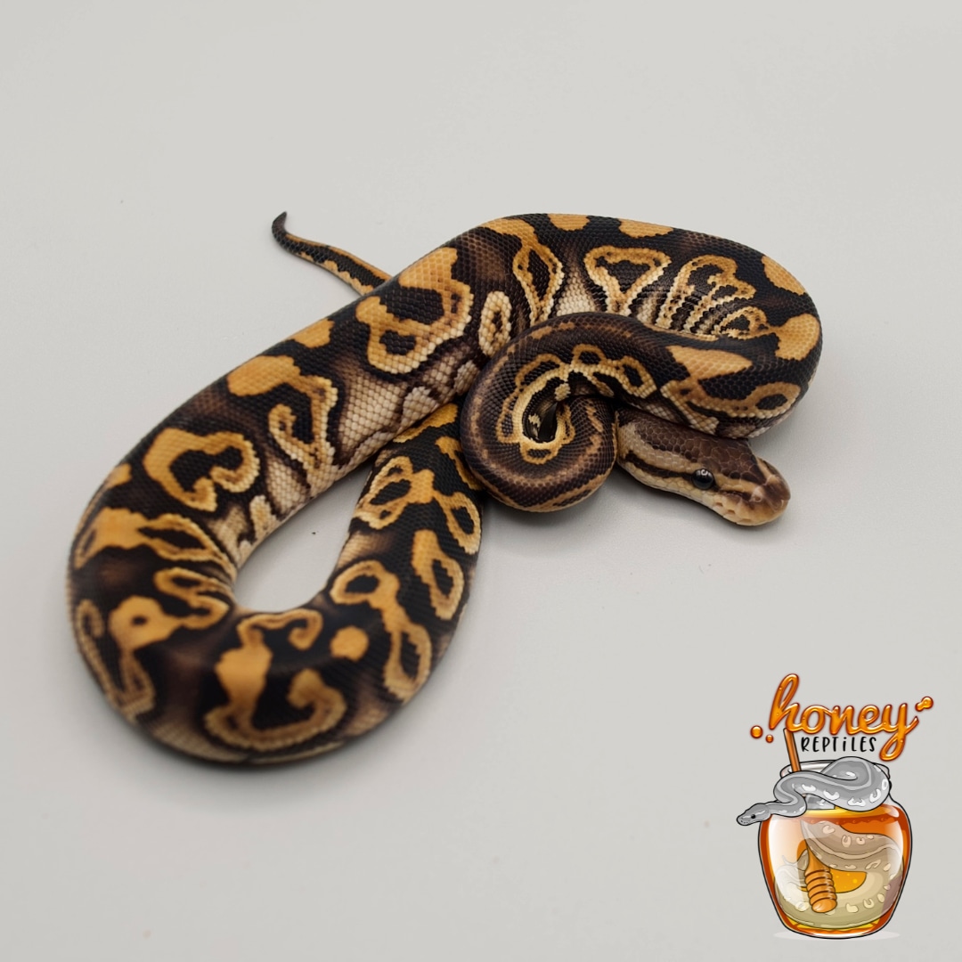 Black Pastel Crypton Het Desert Ghost Het Hypo Ball Python by ...