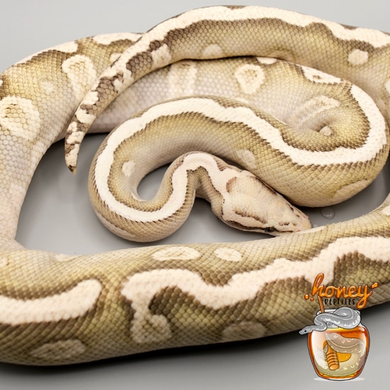 Breeder GHI Mojave Firefly Het Clown Ball Python by HoneyReptiles