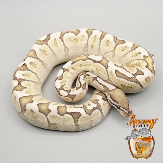 Bamboo Het Desert Ghost Het Hypo 50% Het Cryptic Paradox Ball Python by ...