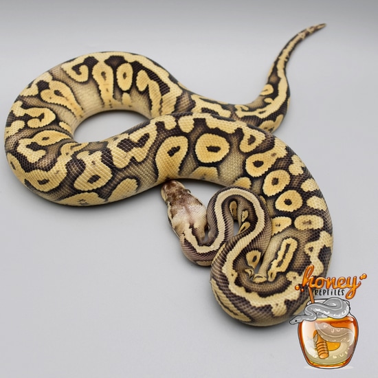 FireFly Mahogany Het Clown Ball Python by HoneyReptiles