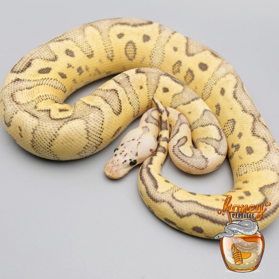 FireFly GHI Clown Ball Python by HoneyReptiles