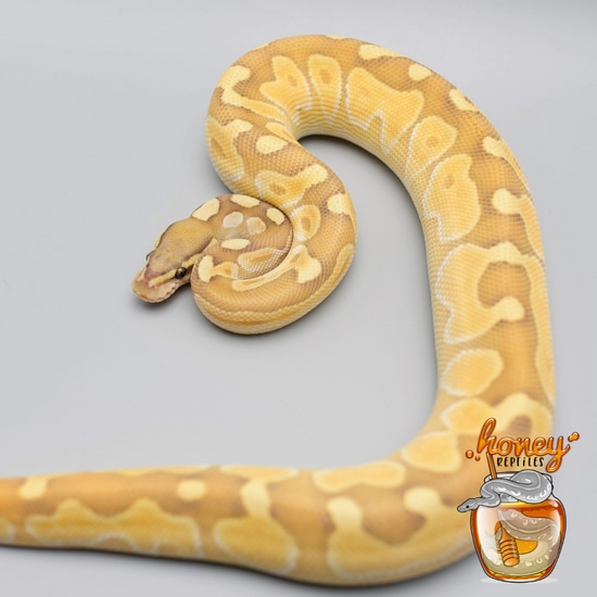 Black Pastel Enchi Lesser Hypo Het Desert Ghost 50% Het Cryptic Ball ...