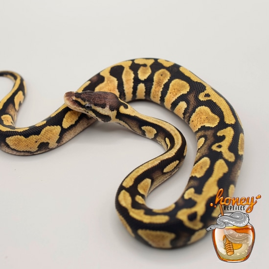Pastel Yellow Belly Het Desert Ghost Het Pied Ball Python by HoneyReptiles