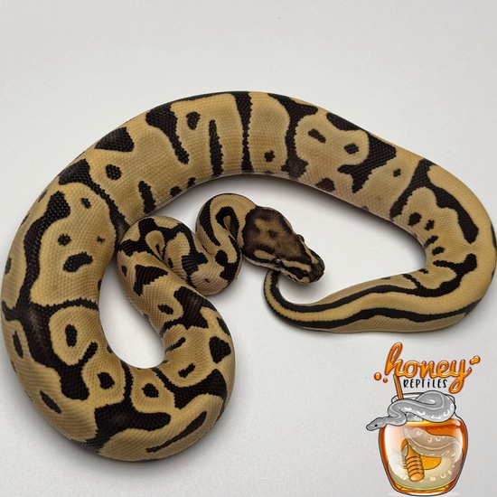 Mario Leopard Desert Ghost Het Hypo Ball Python by HoneyReptiles