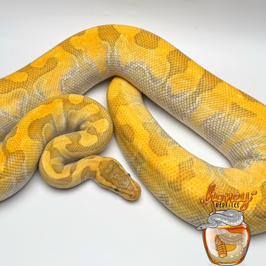 (Breeder Female) Super Enchi Lesser Hypo Ball Python by HoneyReptiles