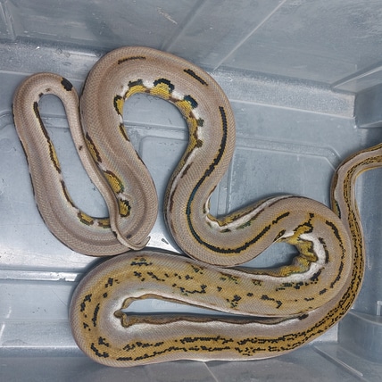 Honor Reptiles - MorphMarket