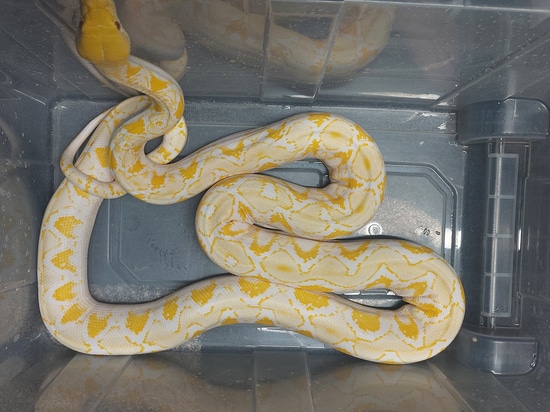 White Phase Graniteback Reticulated Python by Honor Reptiles